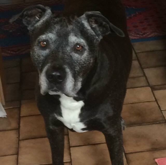 Startseite | Startseite, Tierschutzverein Frankfurt/Main und Umgebung ...