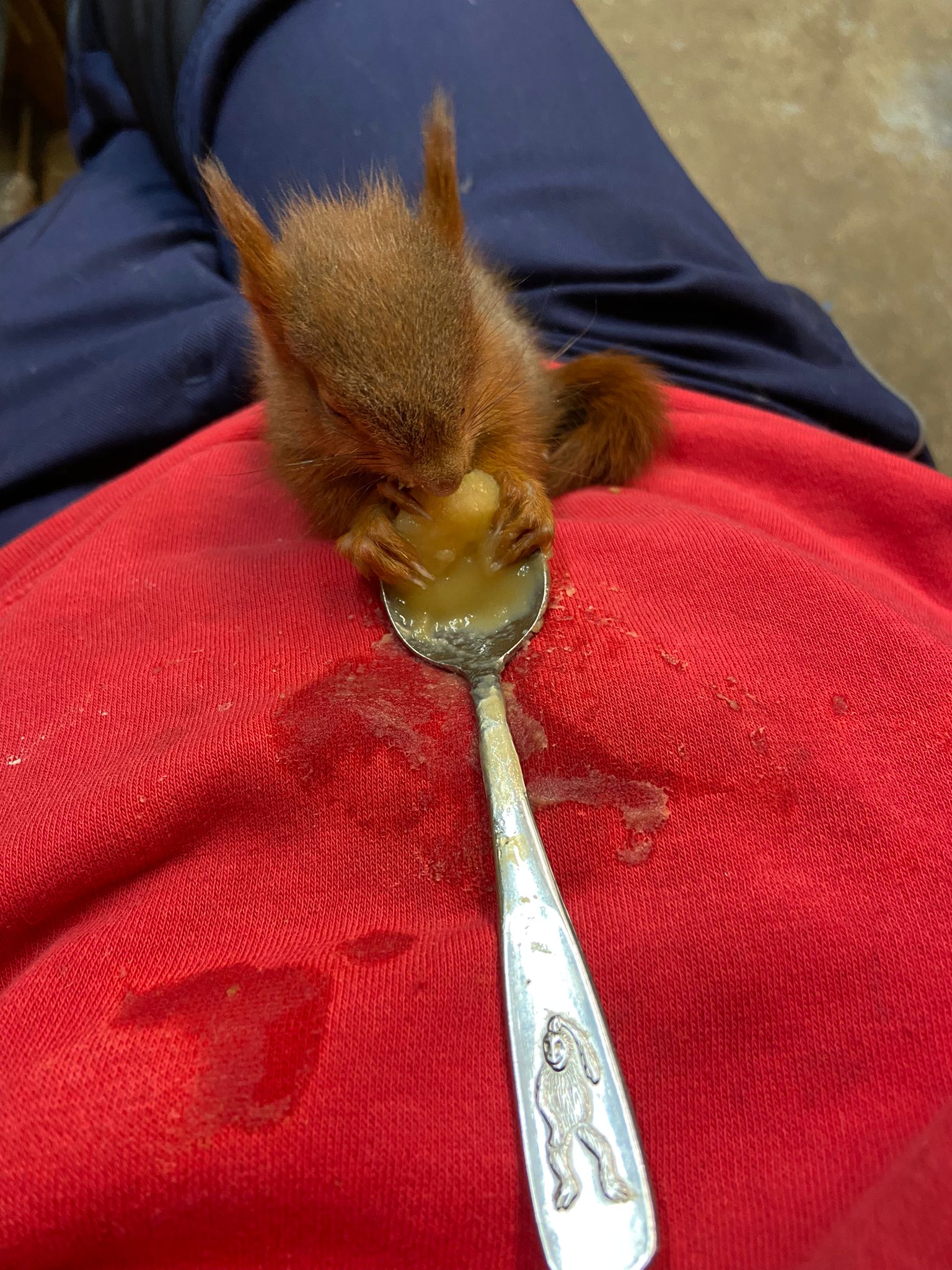 Startseite | Startseite, Tierschutzverein Frankfurt/Main und Umgebung ...