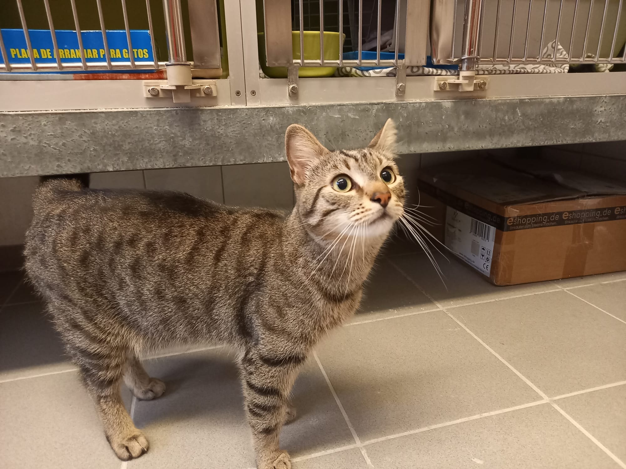 Startseite | Startseite, Tierschutzverein Frankfurt/Main und Umgebung ...